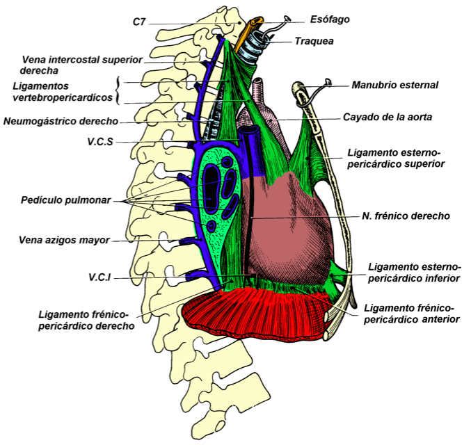 Anatomofisiologia : MUITO PRAZER: TENDÃO CENTRAL