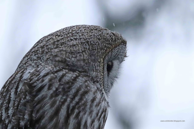 A new Great Grey | Focusing on Wildlife