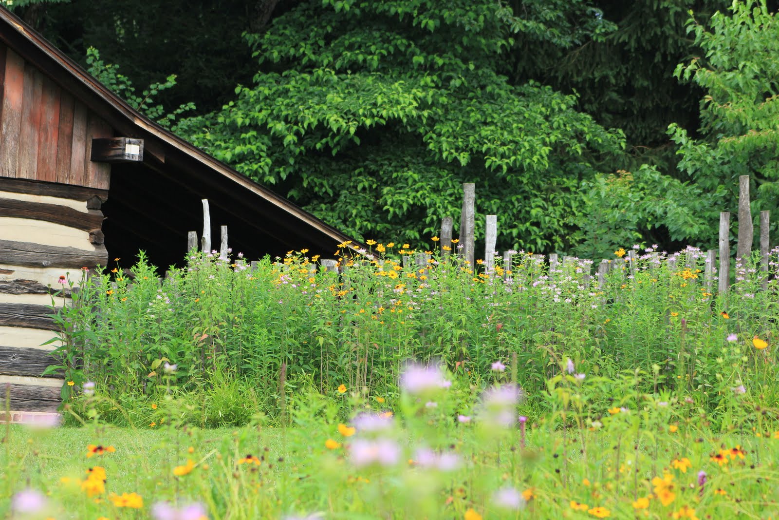 Beyond My Garden: Wildflower Patches
