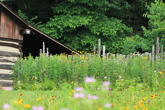 Beyond My Garden: Wildflower Patches