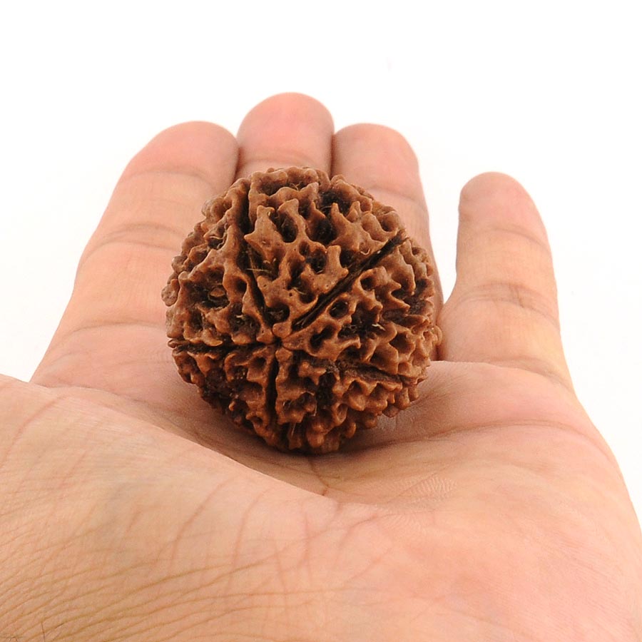 Gateway Of Contentment 5 Mukhi Rudraksha gateway-of-contentment-5-mukhi-rudraksha