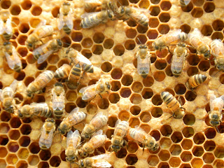 Honey, I bought a Beehive!