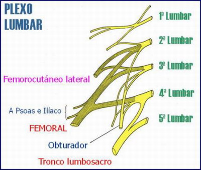 J. Yoncon - Anatomía humana con orientación clínica: Lesiones del Plexo ...