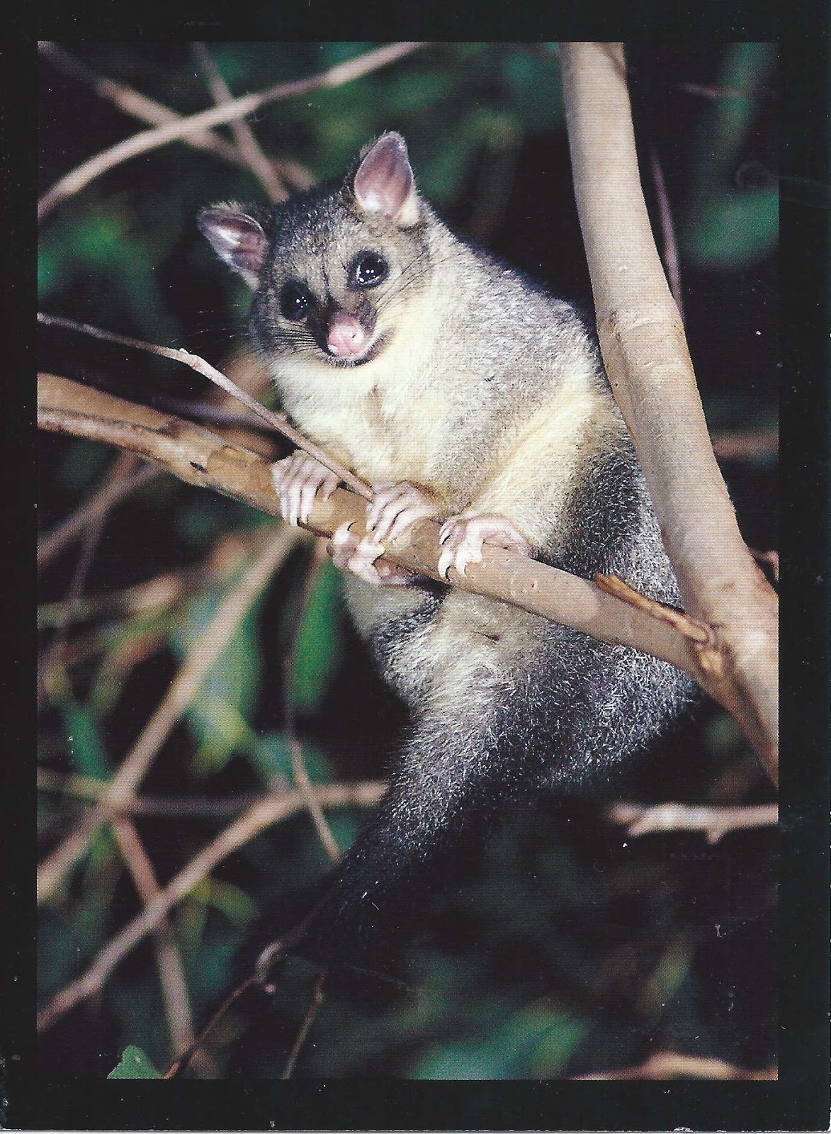A Journey of Postcards: Common Brushtail Possum | Australia
