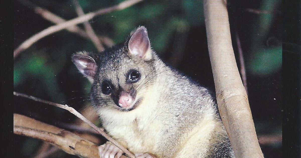 A Journey of Postcards: Common Brushtail Possum | Australia