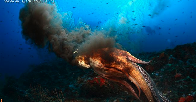Octopus Shooting Ink