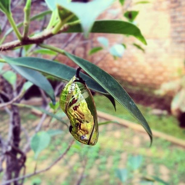 Kepompong dan Semut yang Sombong - Cerita Dongeng ~ Cerita