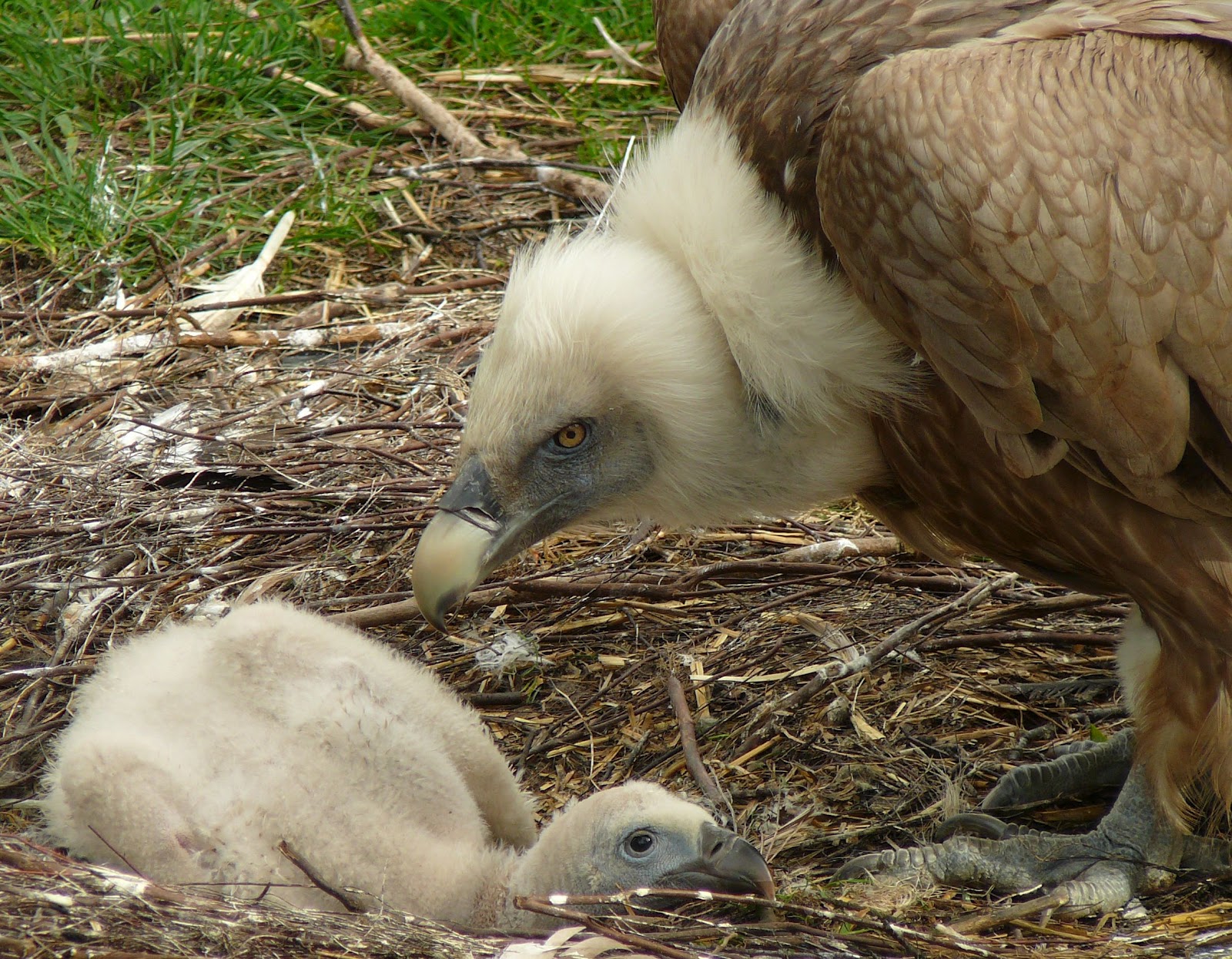 Fascinated by Vultures: 24 days old Eurasian Griffon Vulture chick