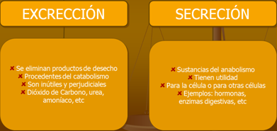 PROYECTO GOLOSINA : Excreción y secreción.