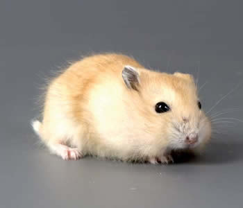 Hamstercitos :3: Variedad Cromática del Hamster Sirio: Colores Agoutí