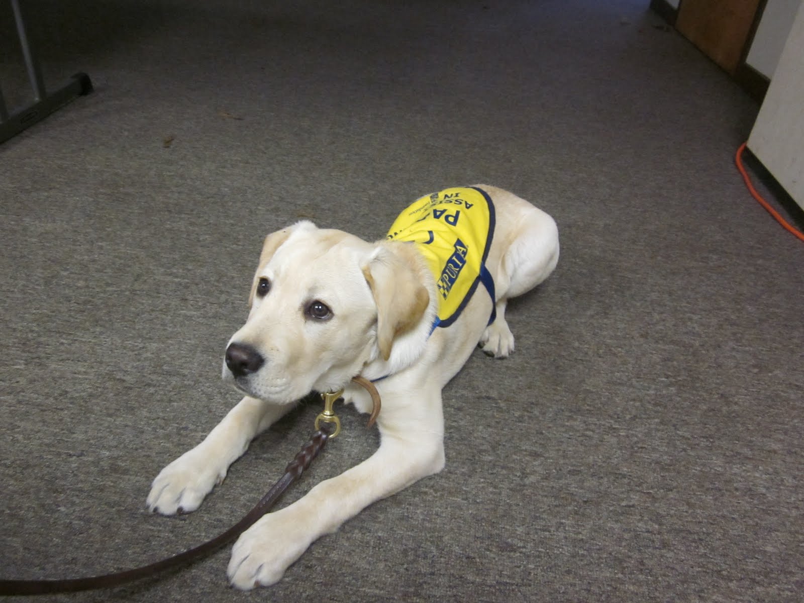 Susquehanna Service Dogs: Building a Relationship with Dogs: ADI North ...