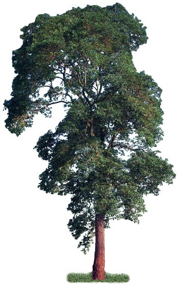 PEROBA - CARACTERÍSTICAS DA PEROBA E PEROBA DO CAMPO - Klima Naturali™