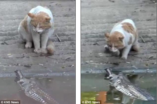 Dua kali cakaran, kucing ini meng-KO seekor buaya di India | Kucing gue