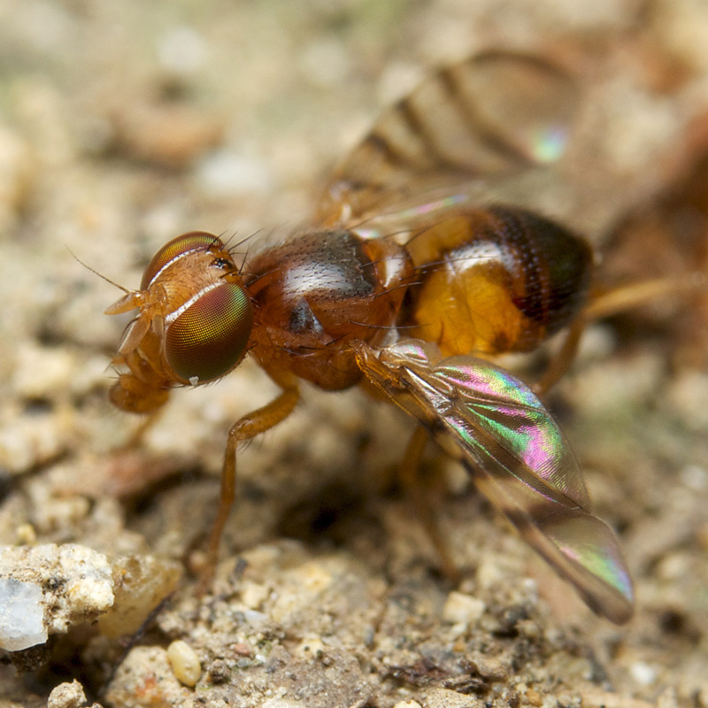 ムシをデザインしたのはダレ？: ヒロクチバエ科 ヒメヒロクチバエ属 Rivellia sp.