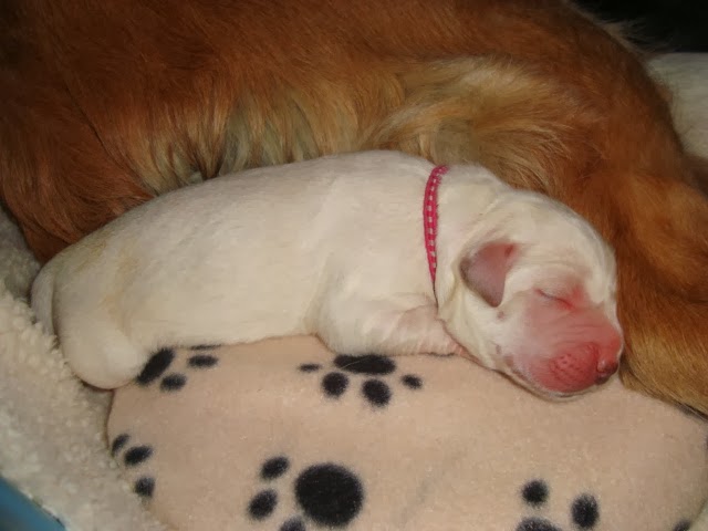 Juliette's Final Litter: December 2013