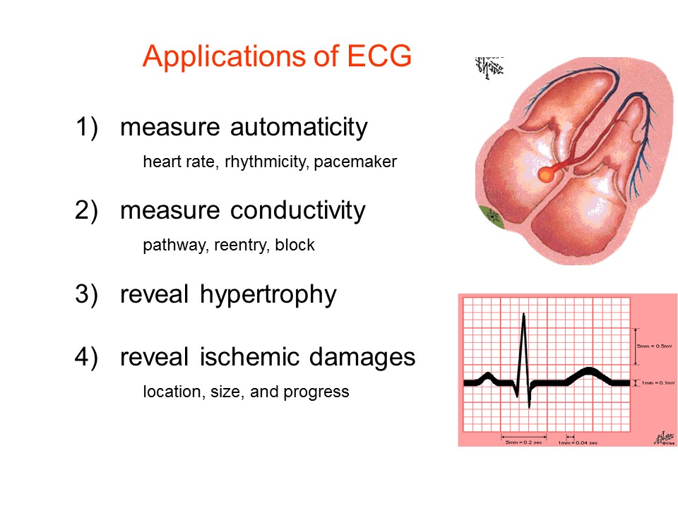 CVT Mohd Farid: Physiology Of The Heart