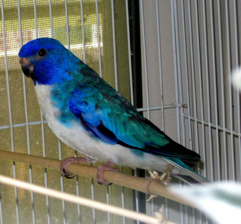 Happy Bird Place Finch and Grasskeet Blog: A Profile of Scarlet Chested ...