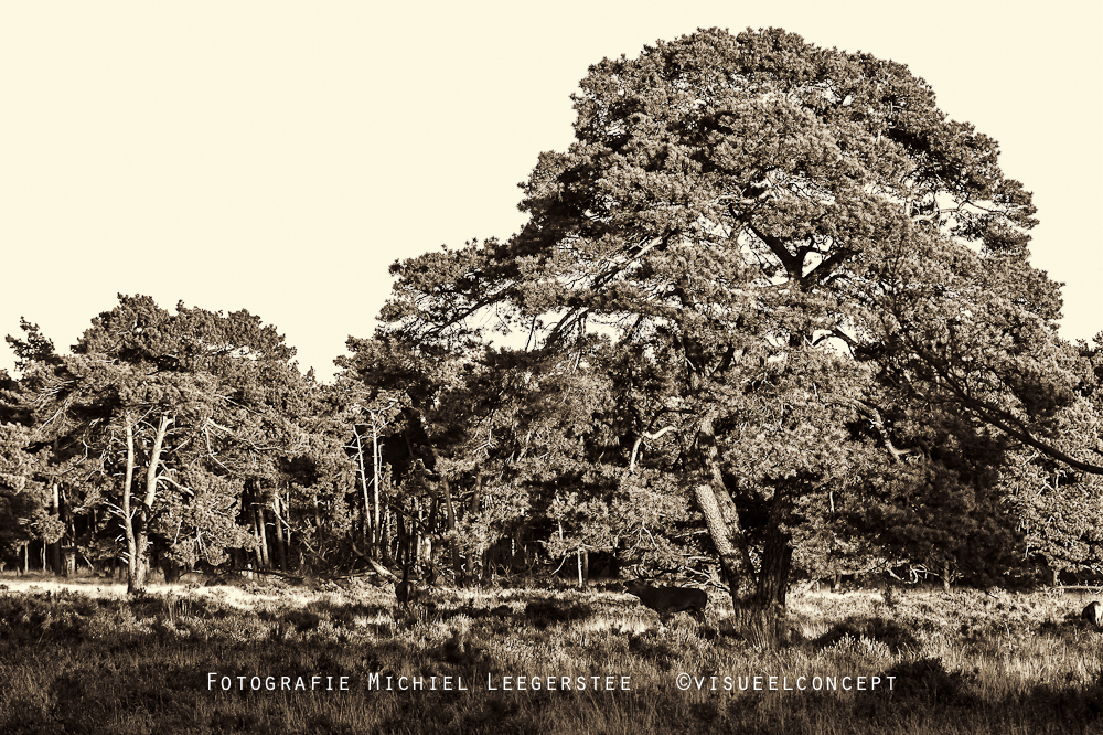 Belevingsfotografie: Edelherten (Bronst) Nationaalpark Hoge Veluwe