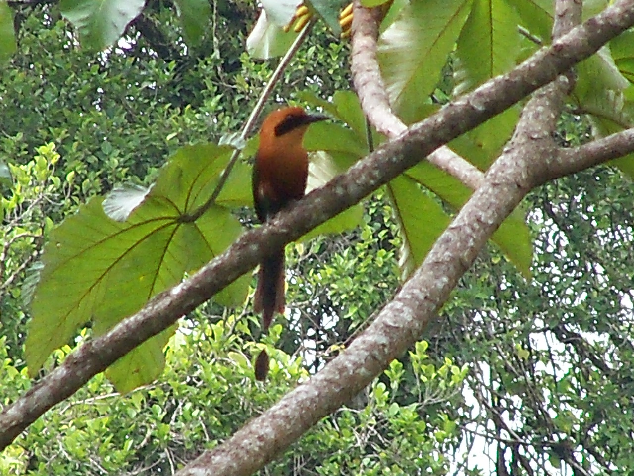 Jungle and Rainforest Art of Costa Rica: " Rainforest Birds at Arenal ...