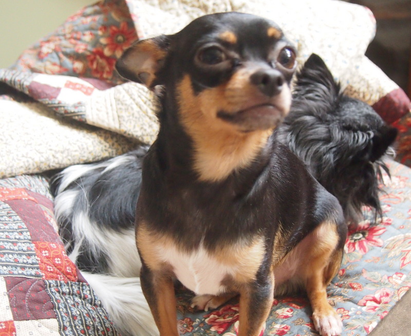 Notes of the Pleasant Moments: 1839 Susan Rambo Sampler