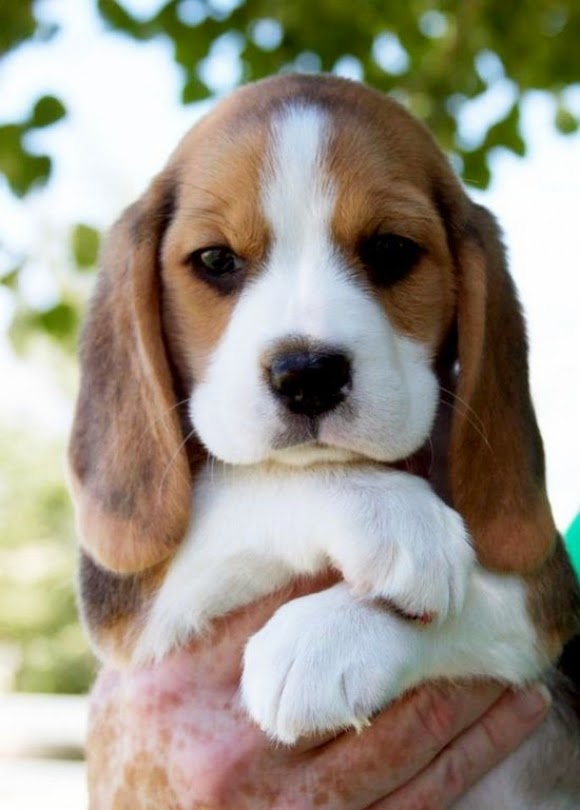 Mundologia: Raças: Beagle