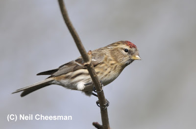 British Wildlife Photography: Lesser Redpoll