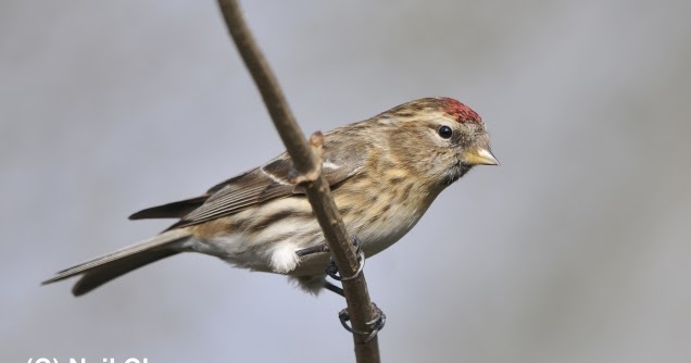 British Wildlife Photography: Lesser Redpoll