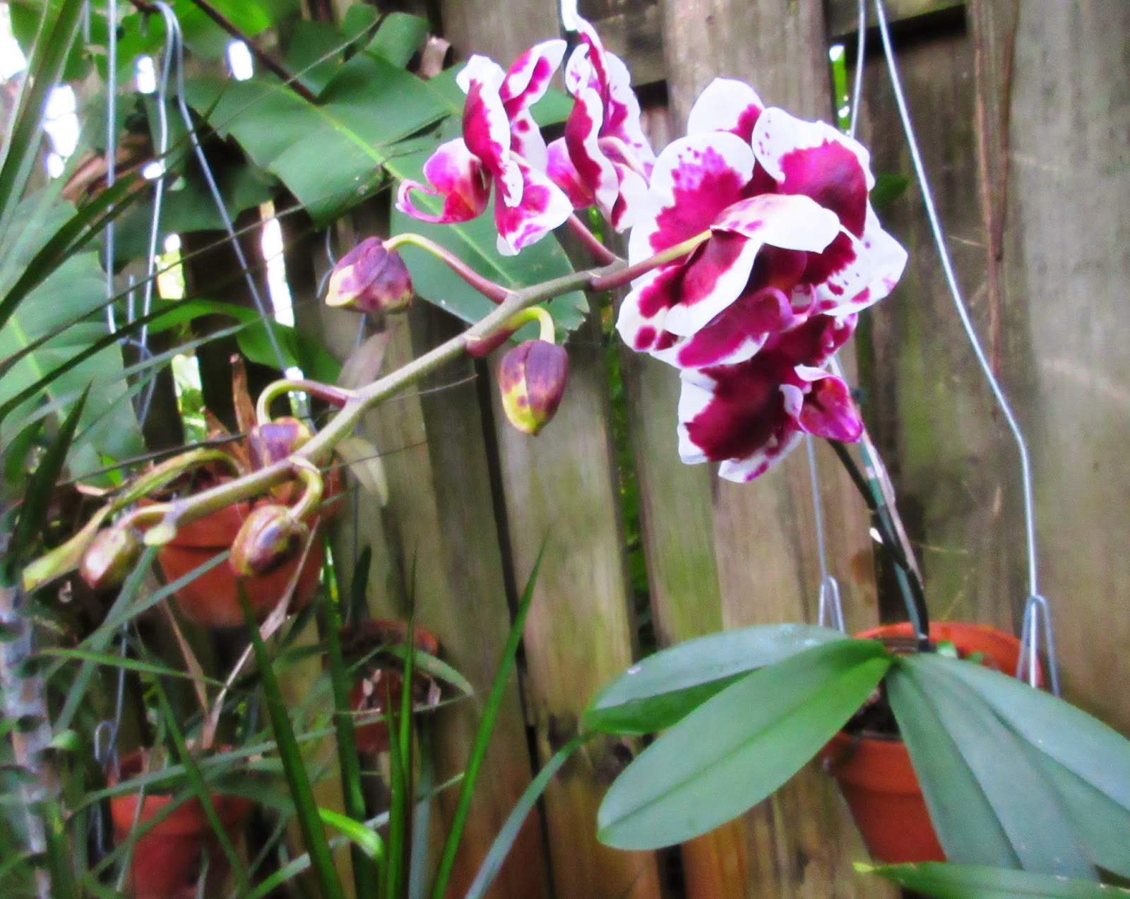 Robert's Tropical Paradise Garden: Secrets of growing amazing orchids