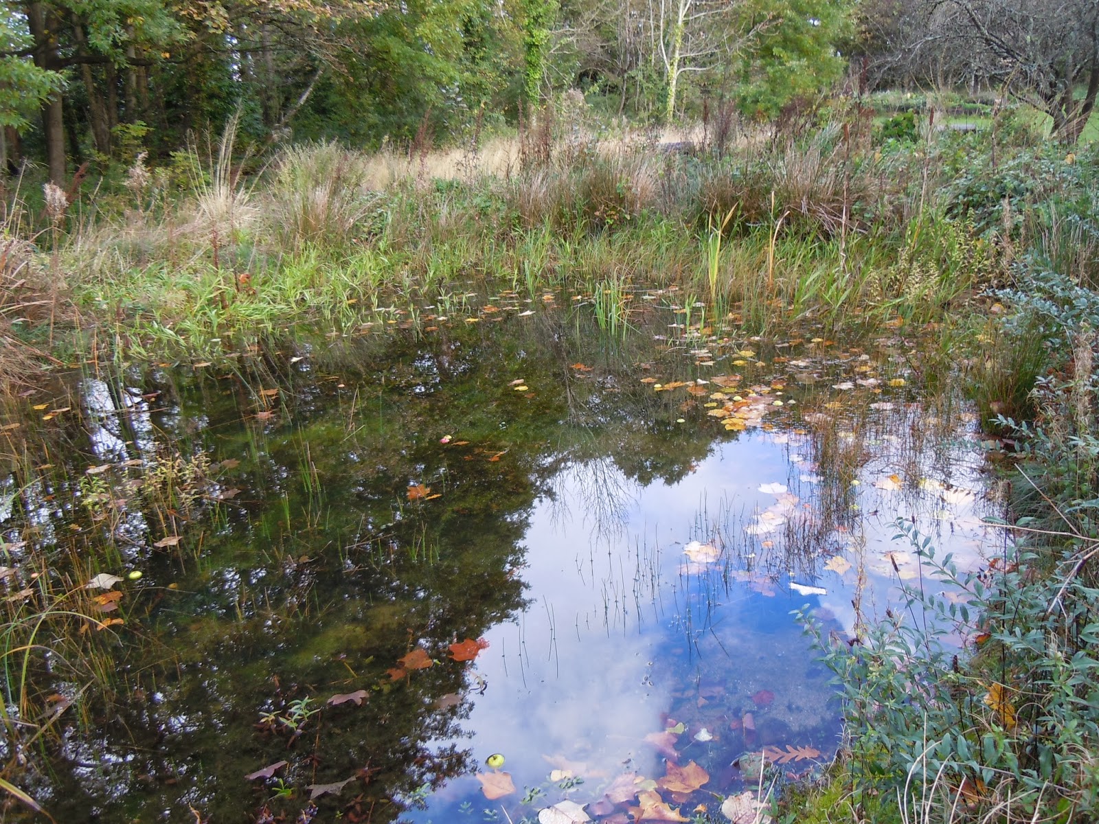 The Wetland Conservation Diary (UK): Macrophytes of the Malltraeth ...