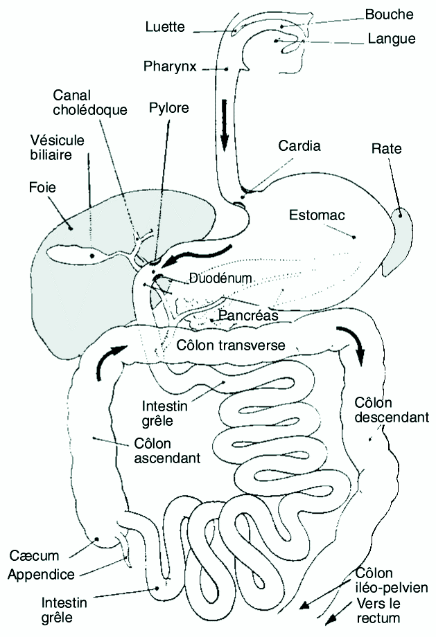 système digestif