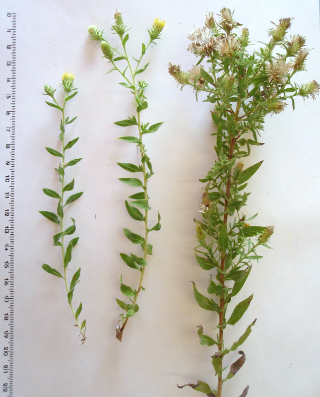 HERBARIO VIRTUAL DE BANYERES DE MARIOLA Y ALICANTE: Jasonia glutinosa ...