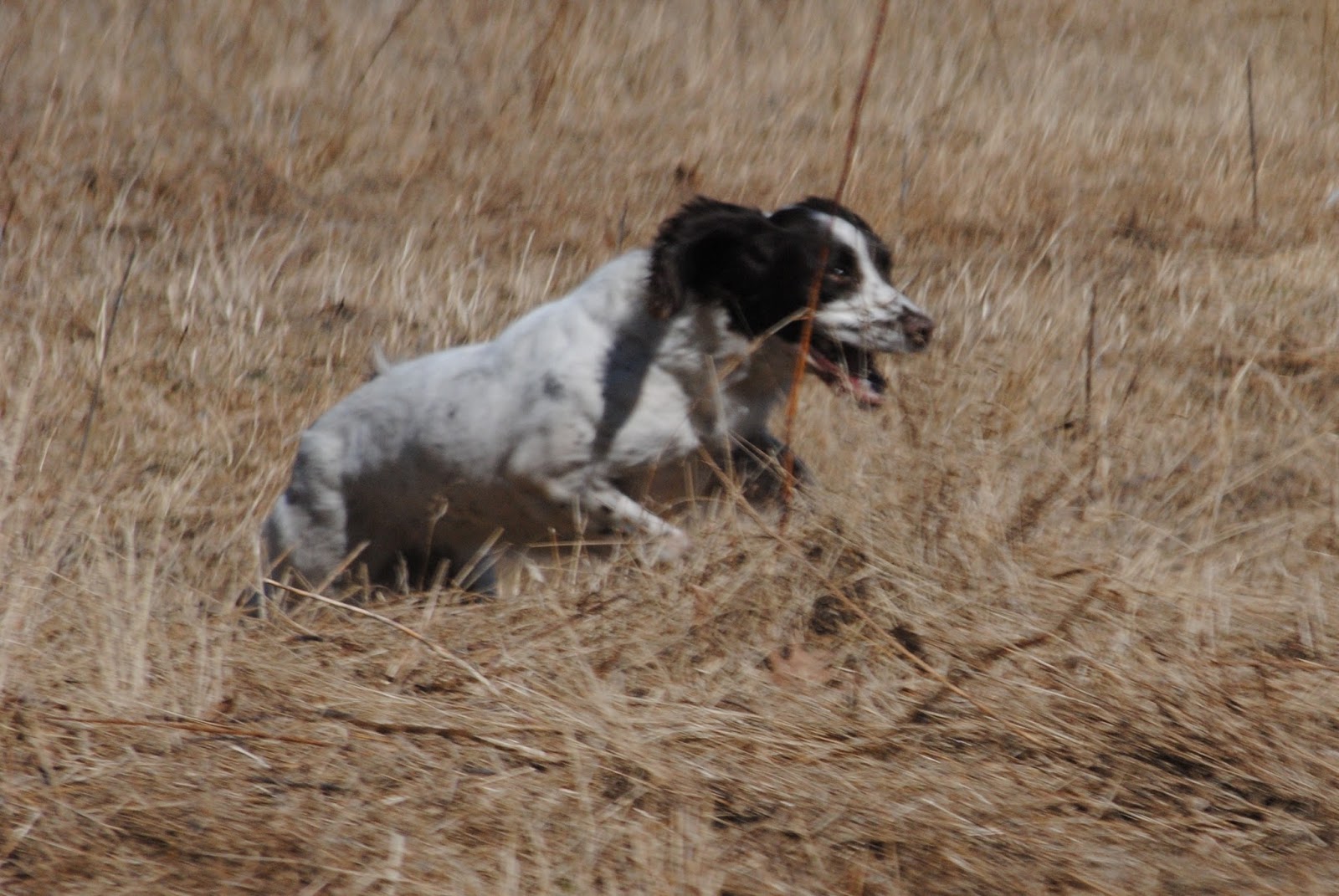 All Seasons Outdoors: P.E., by JNR - Flushing Dog Training Day.