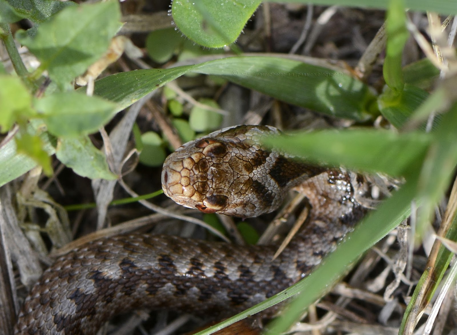 Macrophoto plaisir passion: La Vipère péliade, Vipera berus