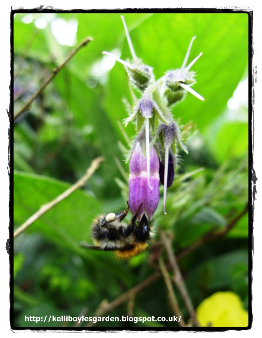 Kelli's Northern Ireland Garden: Photographing Insects