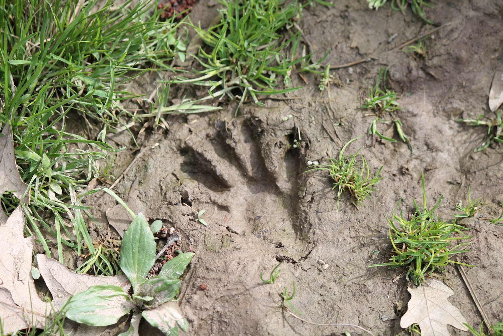 Found on the Trail: Evidence of Wild Animals