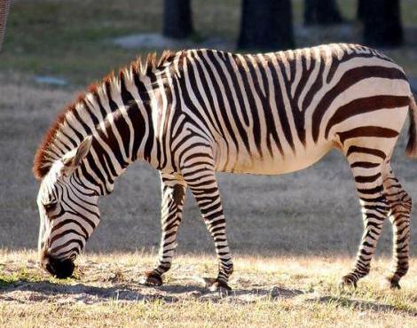 All About Wildlife: Zebra (Equus zebra, Equus quagga, Equus grevyi)