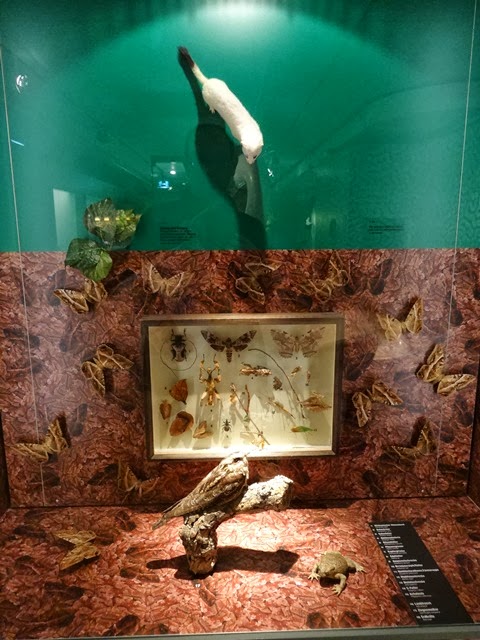 Jacques Huber and the Amazonian Botany: 2013