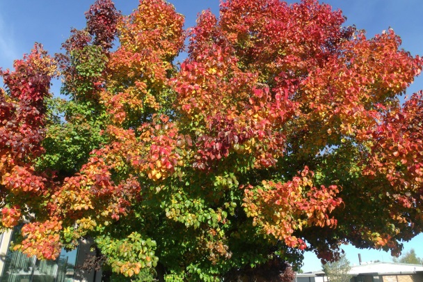 Larch-World: A RED AUTUMN TREE (Fall 2017)