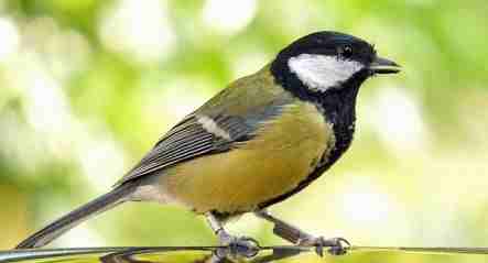 Pițigoiul în simboluri și superstiții - diane.ro