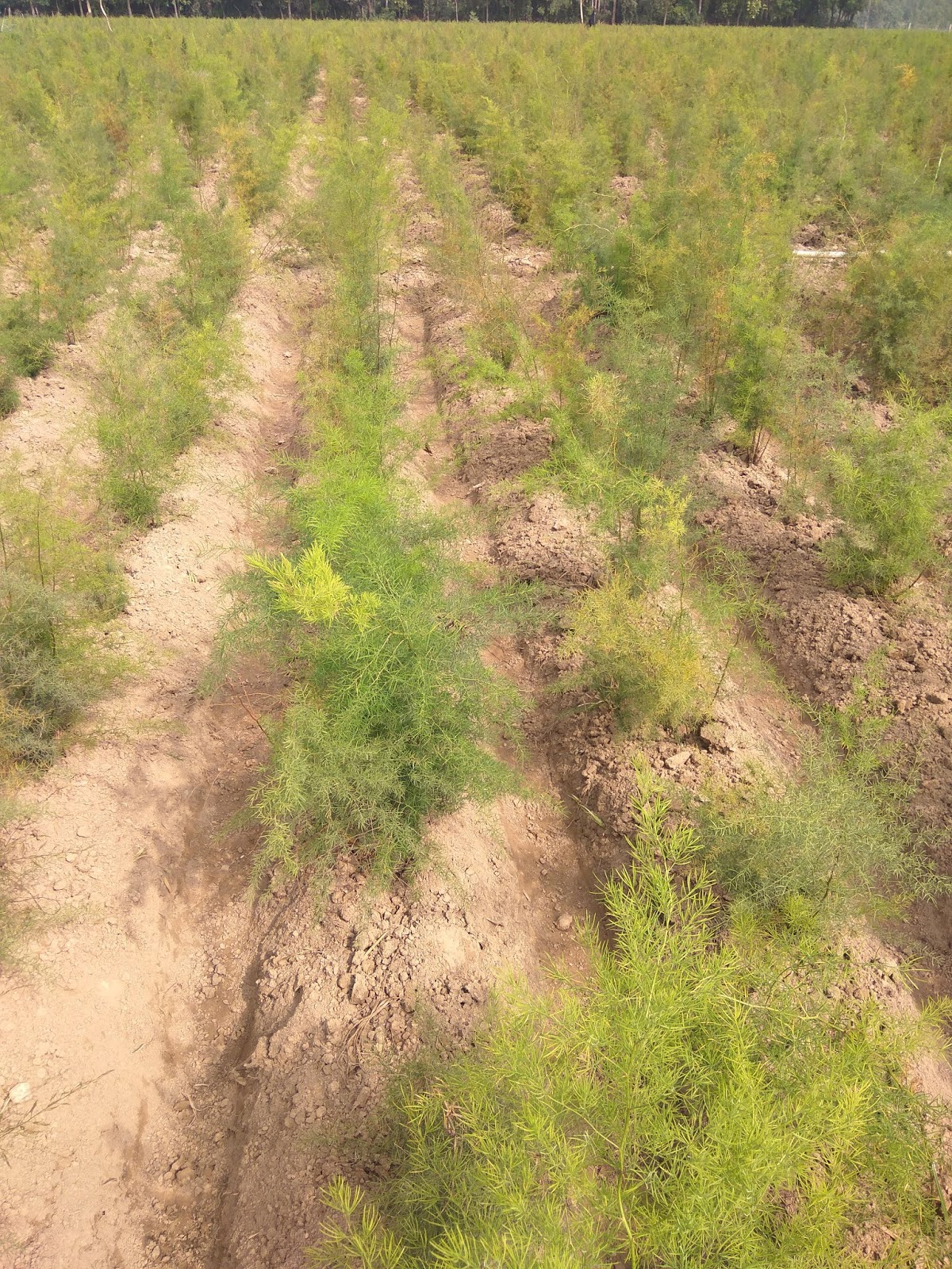Yellow nepali shatavari ( wild asparagus racemosus ) farming: Yellow ...