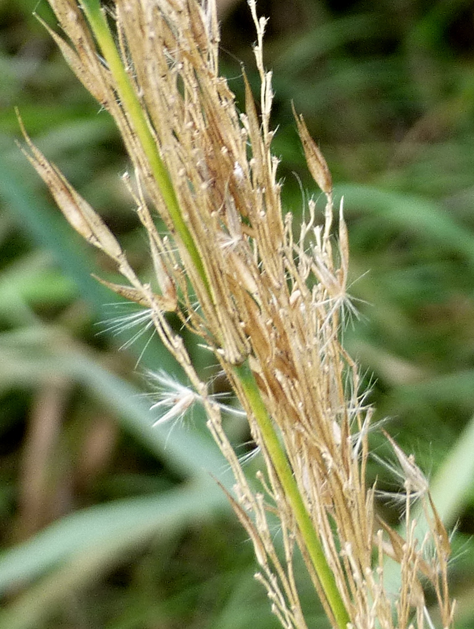 The Rainforest Fund Project: Calamagrostis canescens - Purple Small-reed