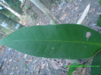 10+ Contoh Bentuk Tulang Daun Menyirip dan Foto/Gambarnya | Materi dan ...