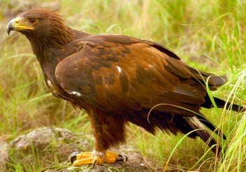 México: Ave y árbol nacional