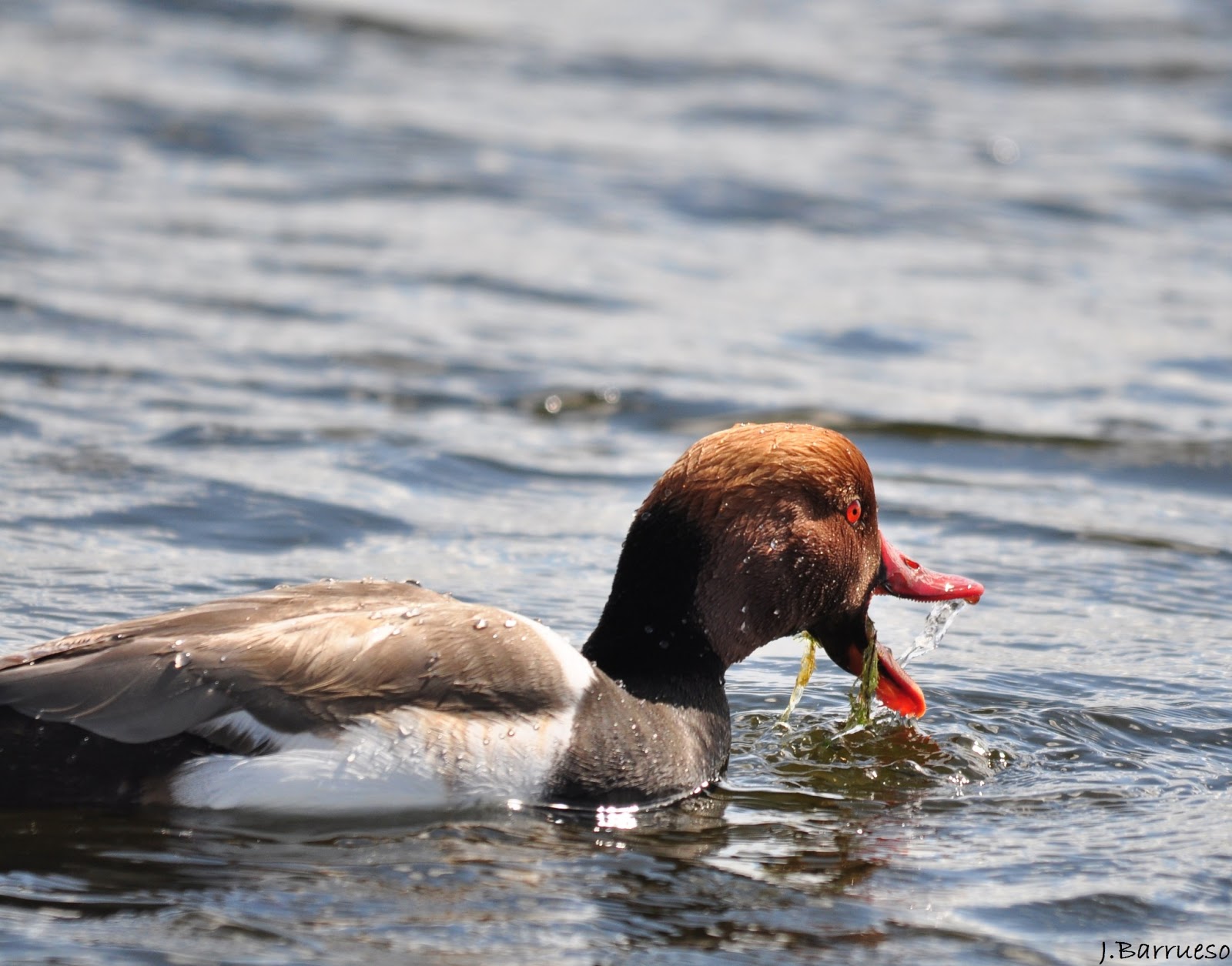 De paseo por la naturaleza: Tablas de Daimiel II: el pato colorado.