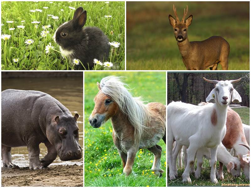 Daftar Nama Binatang Herbivora | Nama, Gambar Binatang A-Z