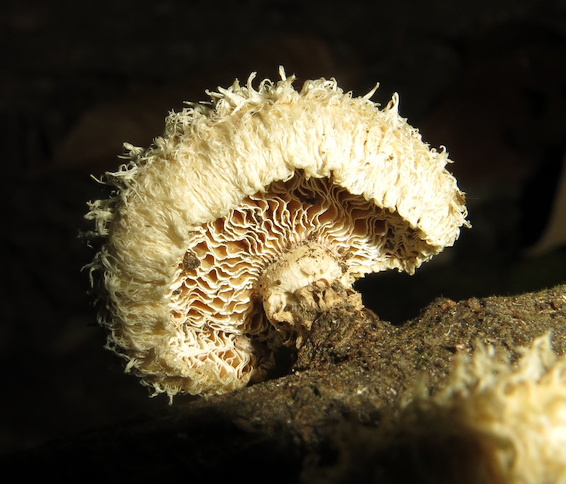 Birdernaturalist: Rio Azul Jungle Lodge – My First Visit