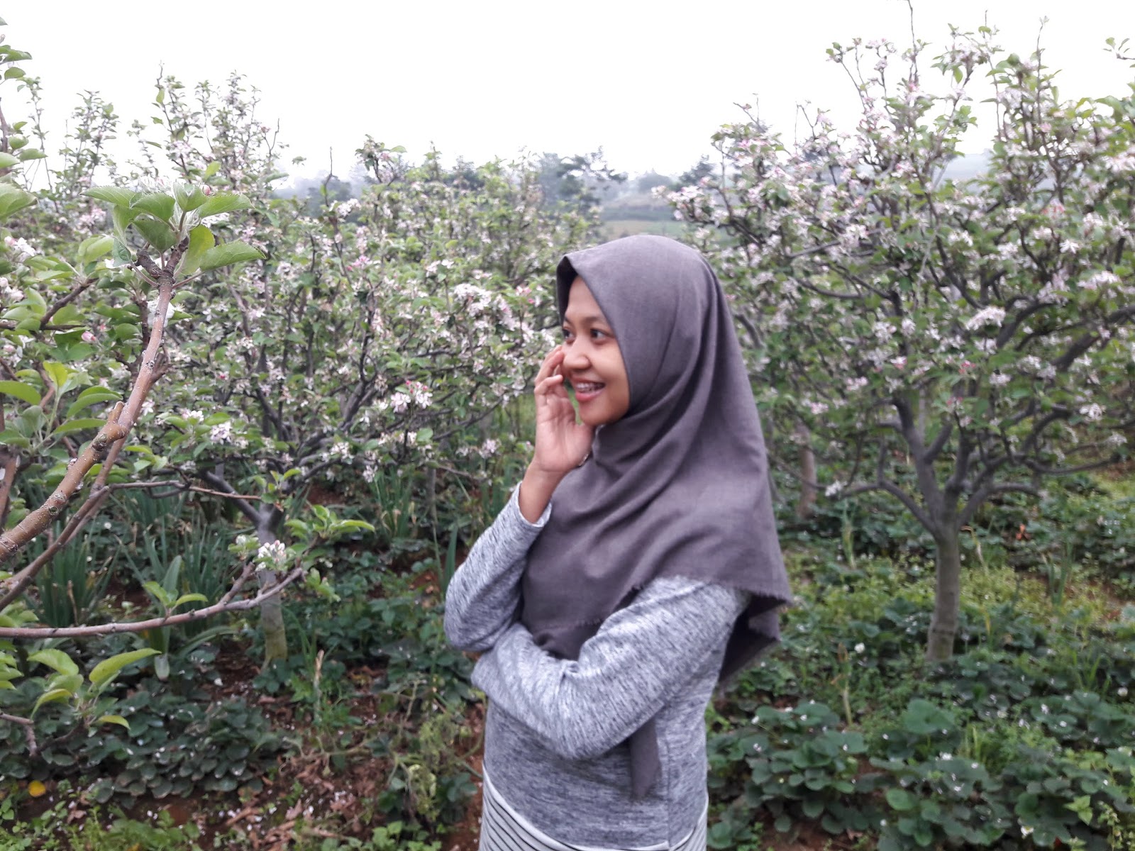 Mendadak Panen di Wisata Petik Apel - Batu, Malang! - Meykke Santoso