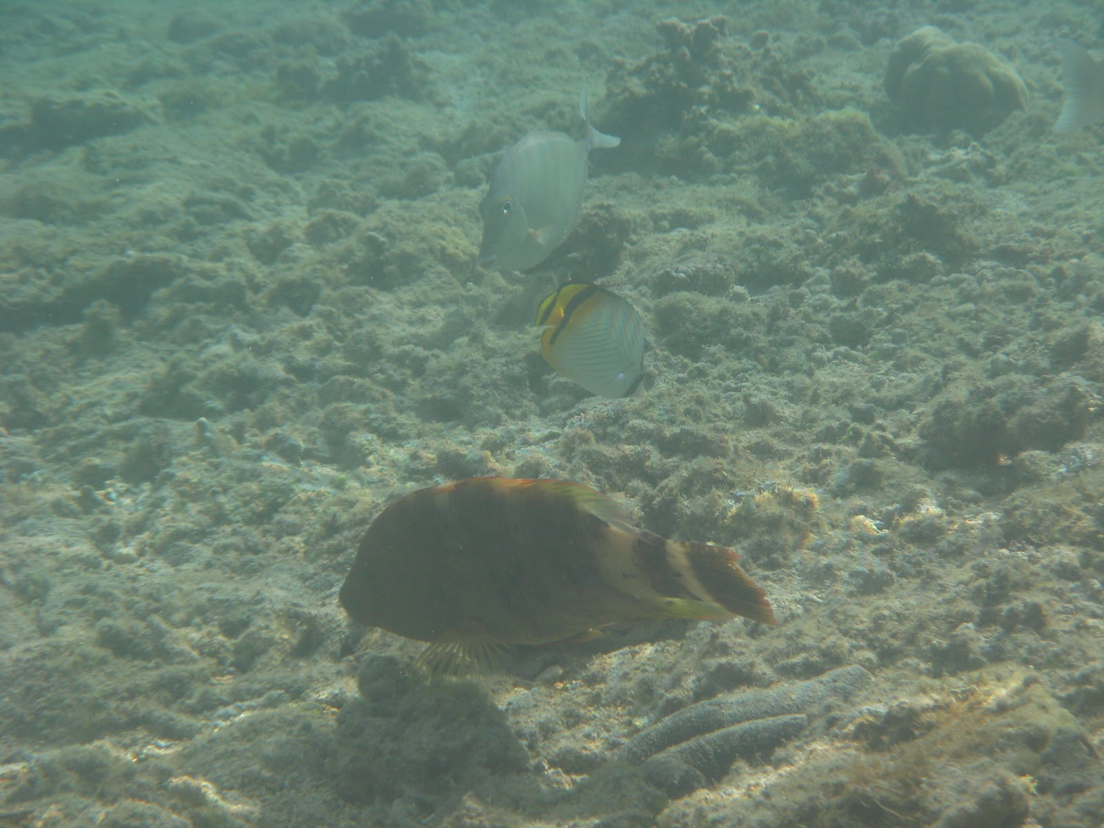 Lagons de la Réunion et ses poissons tropicaux: 2012 04 07 Lagon La Saline