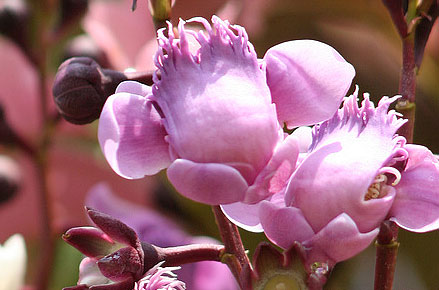 SapucaiaNet: A sapucaia (Lecythis pisonis Camb.)