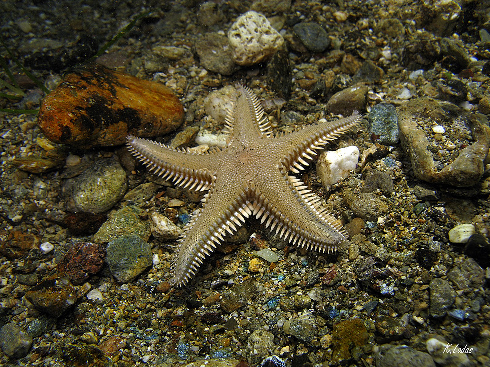 Kostas Ladas photography: Θαλάσσιοι Οργανισμοί